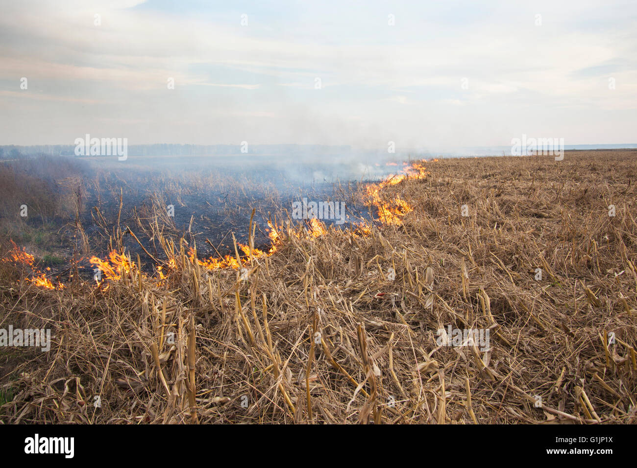 Fire blaze chez crop field Photo Stock - Alamy