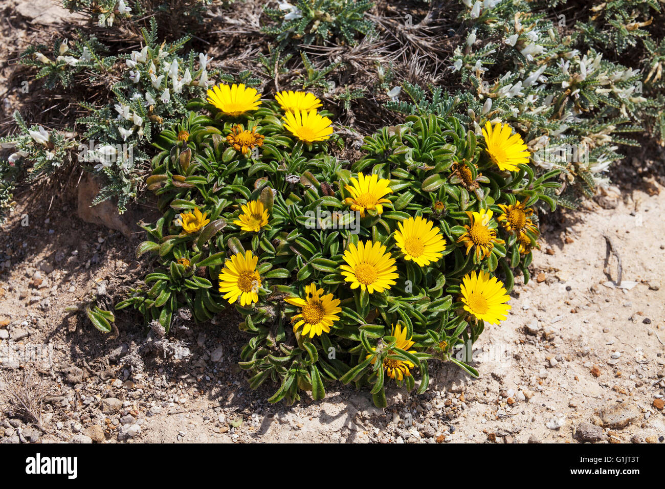 Mer jaune Banque de photographies et d’images à haute résolution - Alamy
