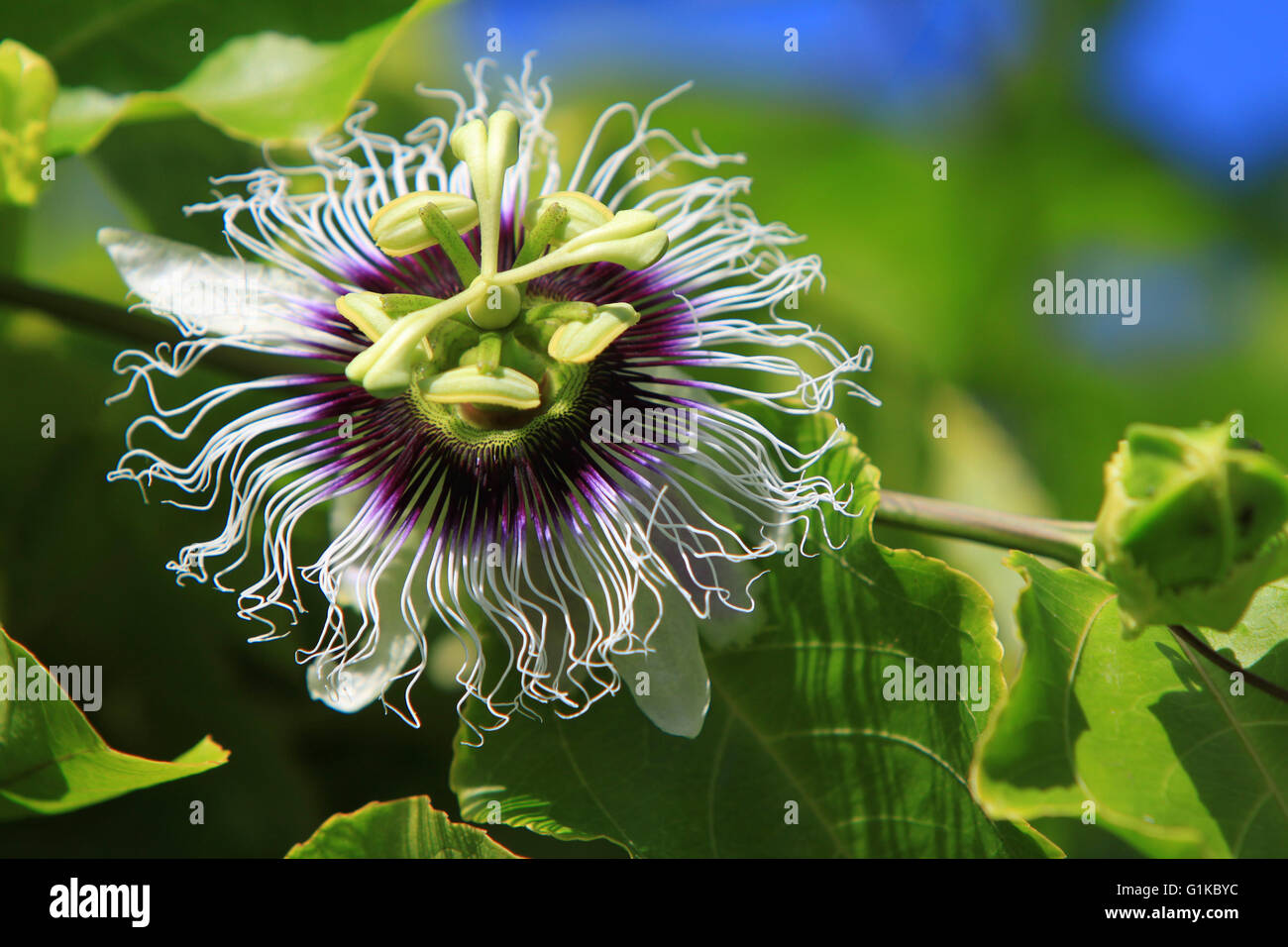 Passion fruit vine Banque de photographies et d’images à haute ...