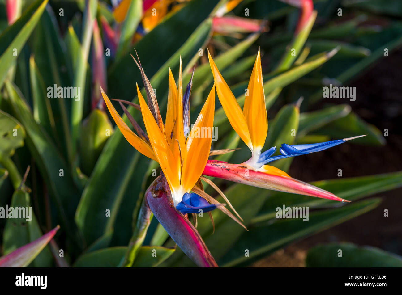 Fleur de strelitzia, le symbole de l'île de Madère Photo Stock - Alamy
