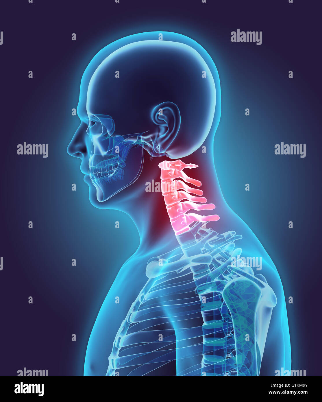 Rachis cervical anatomie Banque de photographies et d’images à haute ...