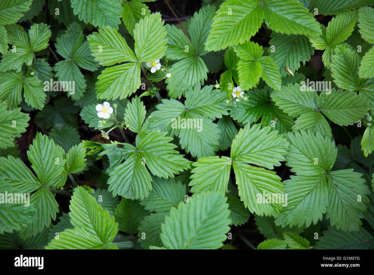 Fraise verte Banque de photographies et d’images à haute résolution - Alamy