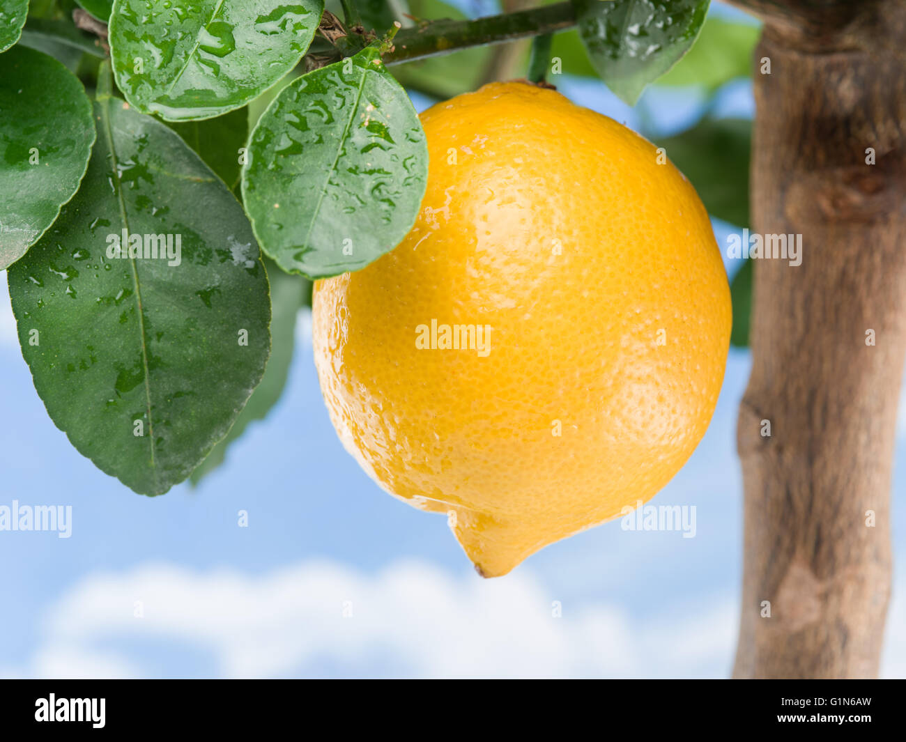 Feuilles de citronnier Banque de photographies et d’images à haute ...