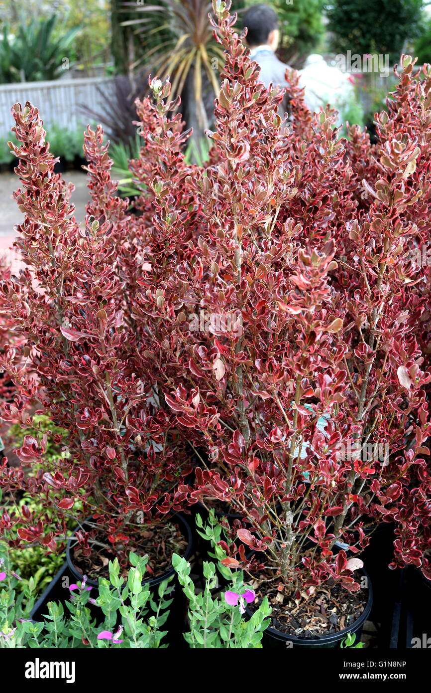 Coprosma repens fireburst Banque de photographies et d’images à haute ...
