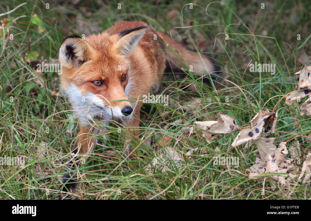Renard roux hollande Banque de photographies et d’images à haute ...
