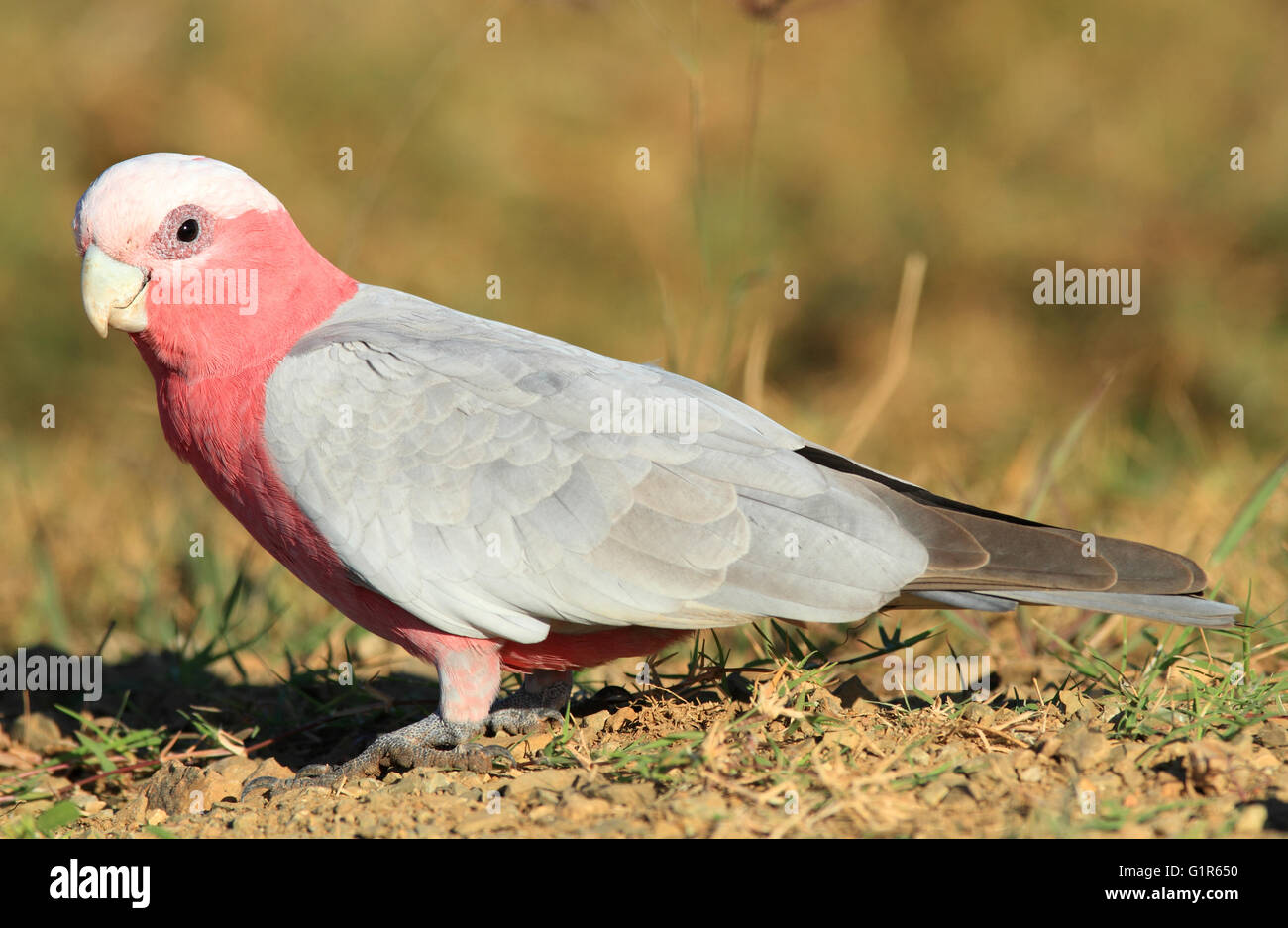 Gala photo Banque de photographies et d’images à haute résolution - Alamy