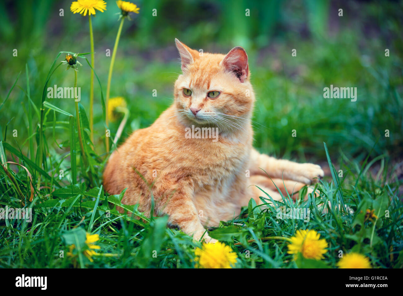 Chat roux assis Banque de photographies et d’images à haute résolution ...