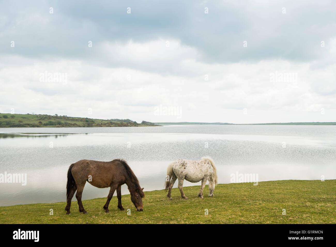 Cheval lac Banque de photographies et d’images à haute résolution - Alamy