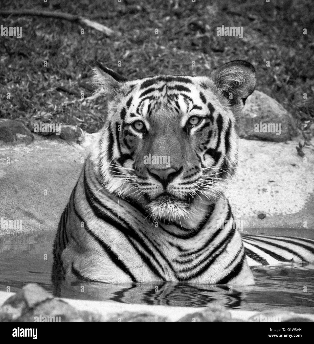 Portrait of a white tiger Banque de photographies et d’images à haute ...