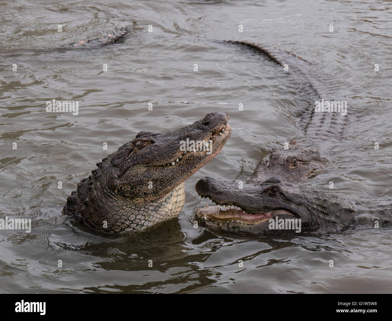 Colorado reptile park gators Banque de photographies et d’images à ...