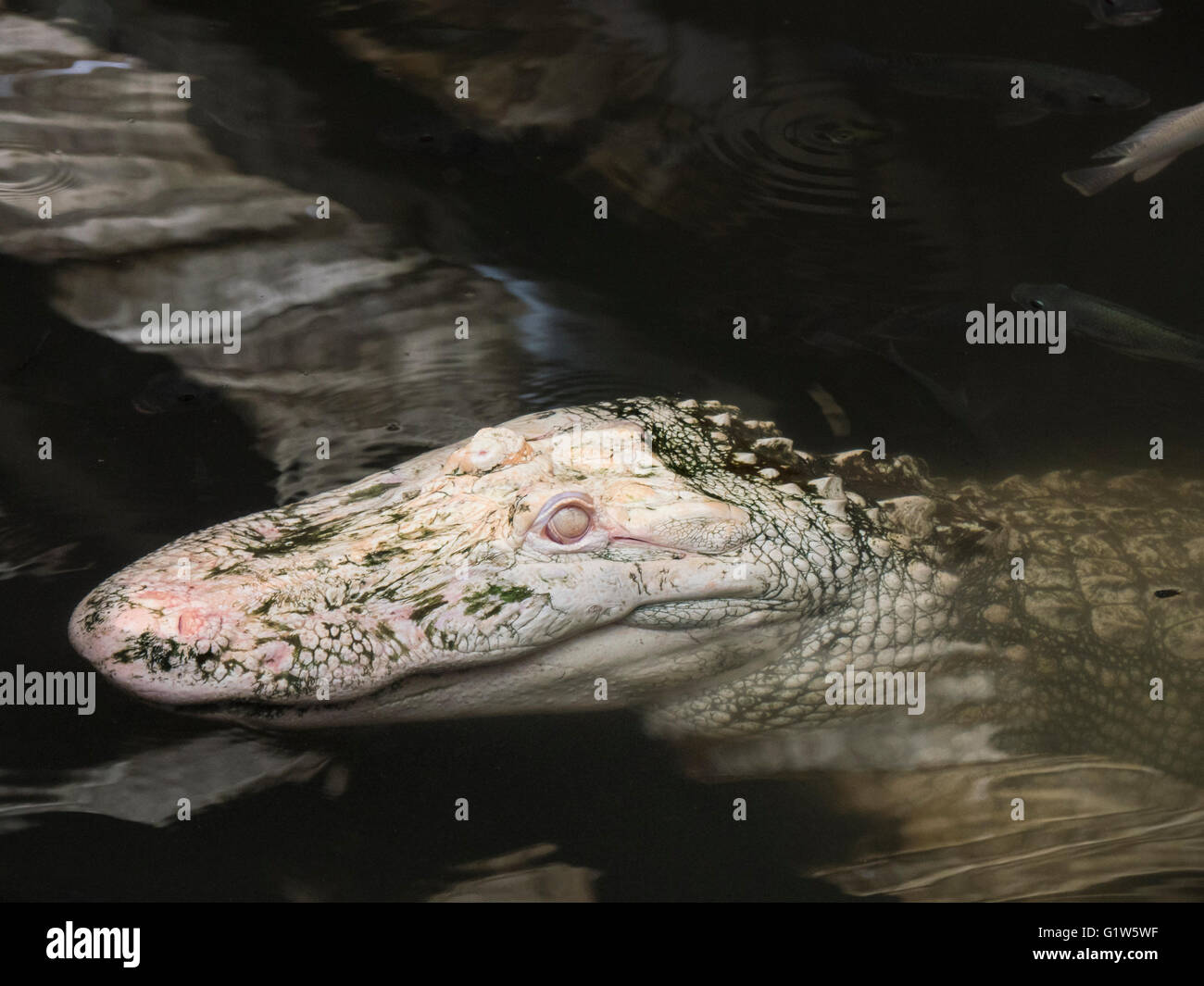 Colorado reptile park gators Banque de photographies et d’images à ...