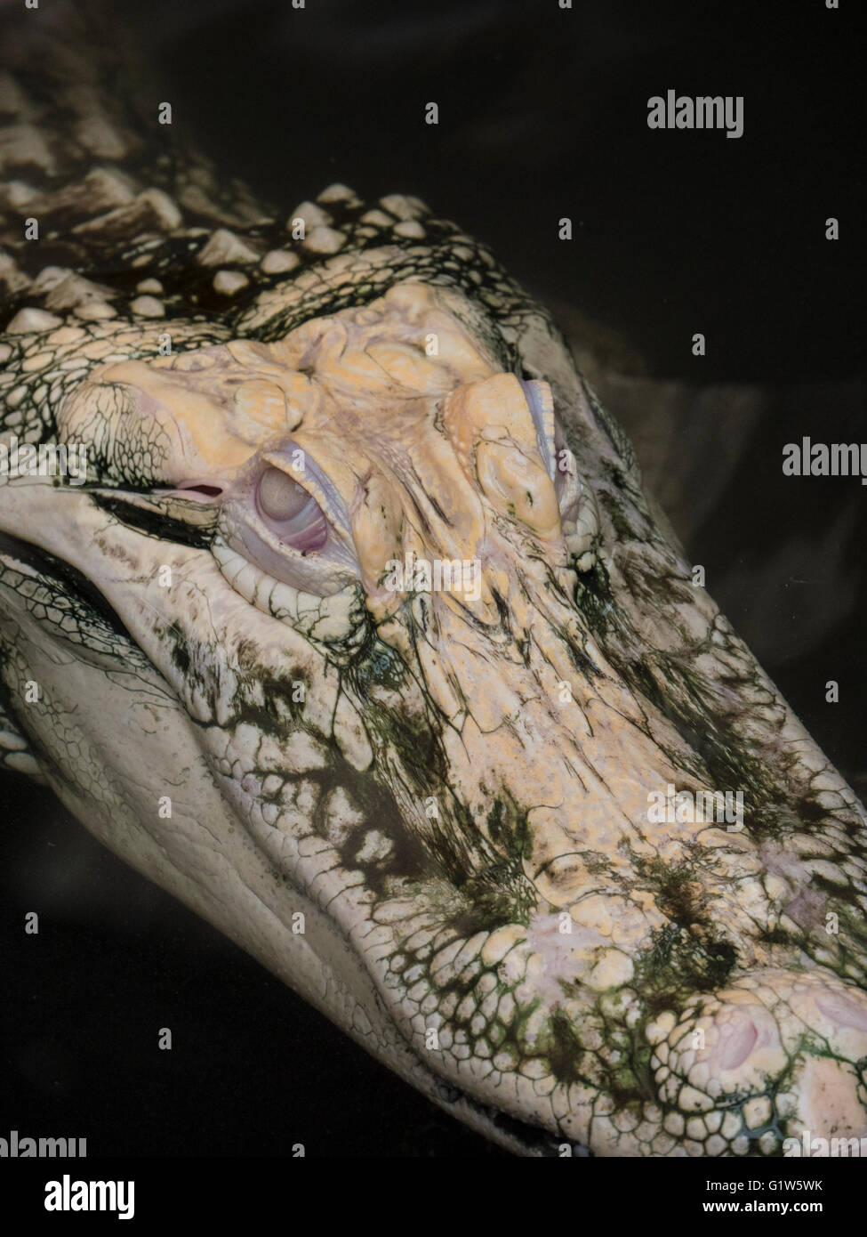Colorado reptile park gators Banque de photographies et d’images à ...
