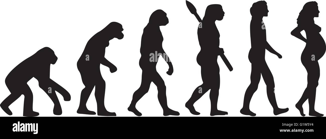 L'évolution de la grossesse Image Vectorielle Stock - Alamy