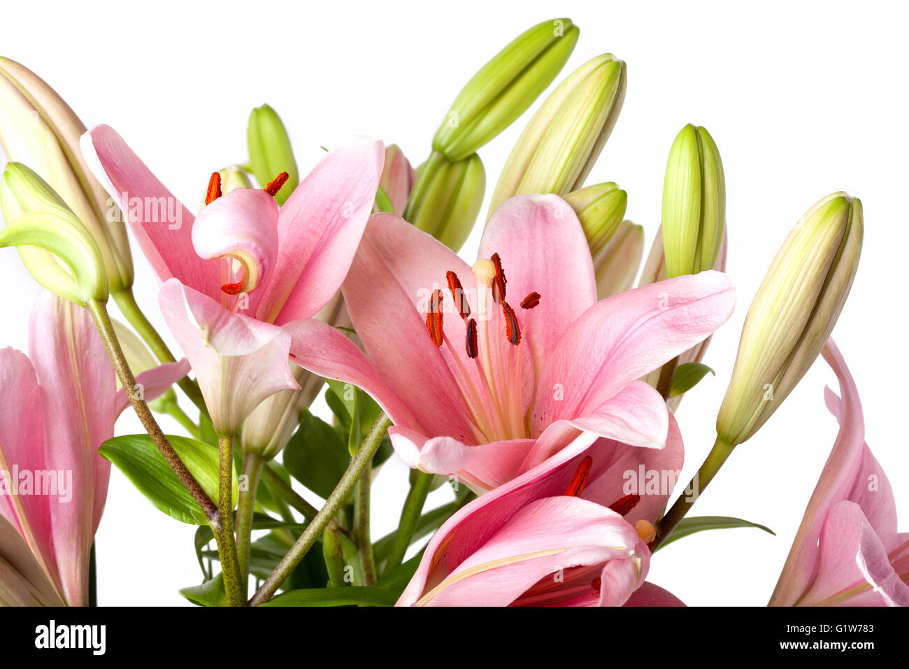 Fleur de lys blanc rose rouge Banque de photographies et d’images à ...