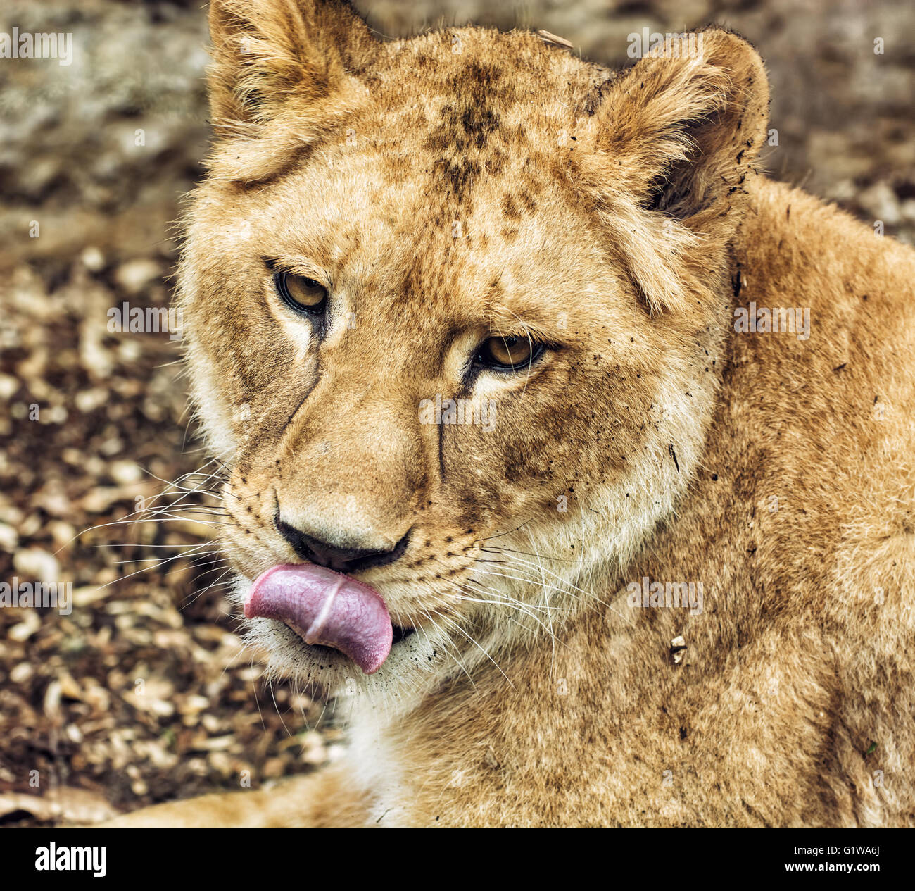 Atlas barbary lion panthera leo Banque de photographies et d’images à ...