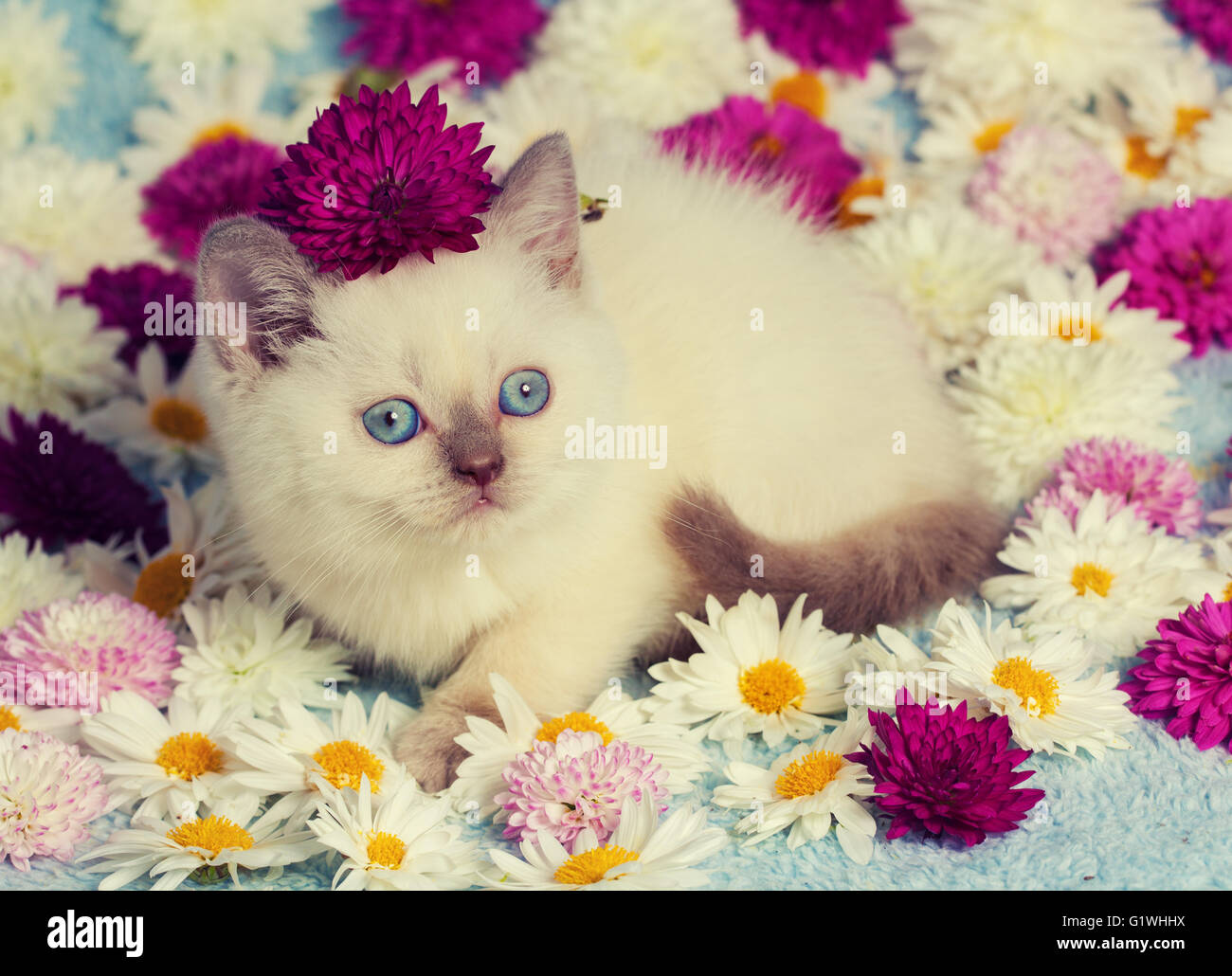 Bébé siamois Banque de photographies et d’images à haute résolution - Alamy