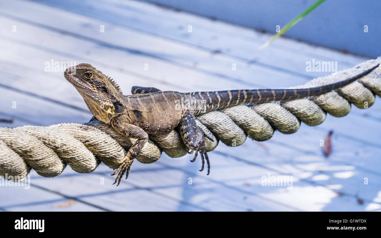 Dragon femelle Banque de photographies et d’images à haute résolution ...