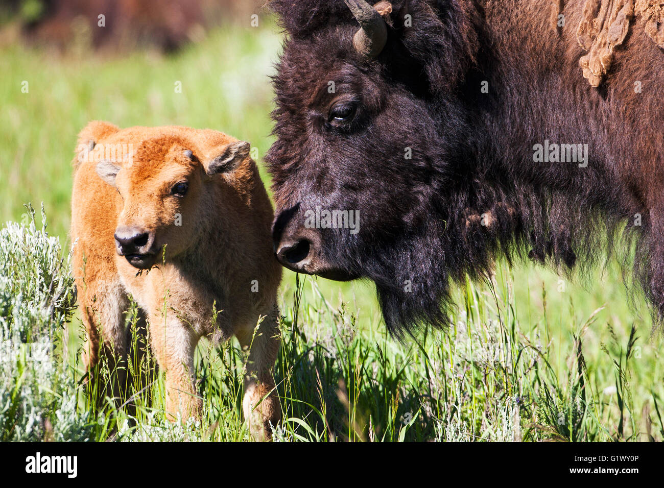 Bison vache et veau Banque de photographies et d’images à haute ...