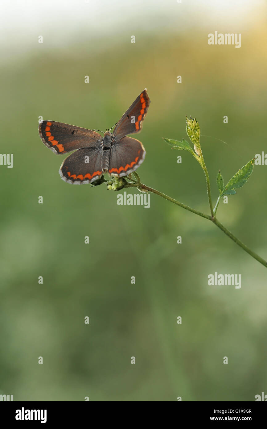 Insecte brun volant Banque de photographies et d’images à haute ...