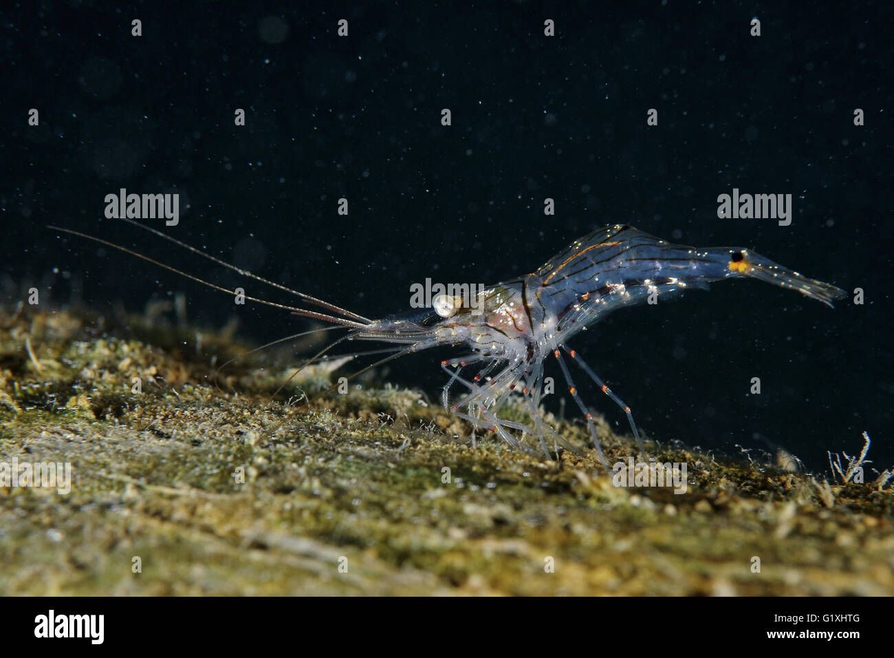 Crevette de roche sous l'eau Banque de photographies et d’images à ...