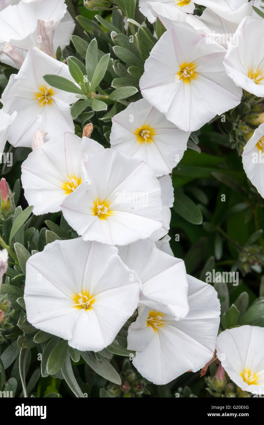 Convolvulus cneorum Banque de photographies et d’images à haute ...