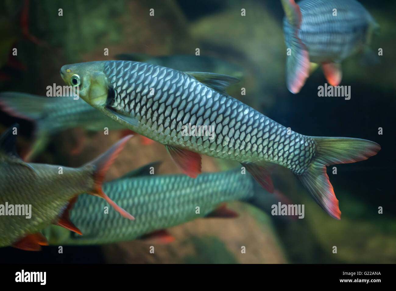 Poissons d'eau douce de malaisie Banque de photographies et d’images à ...