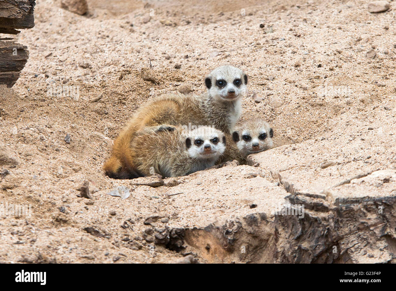 Trois suricates Banque de photographies et d’images à haute résolution ...