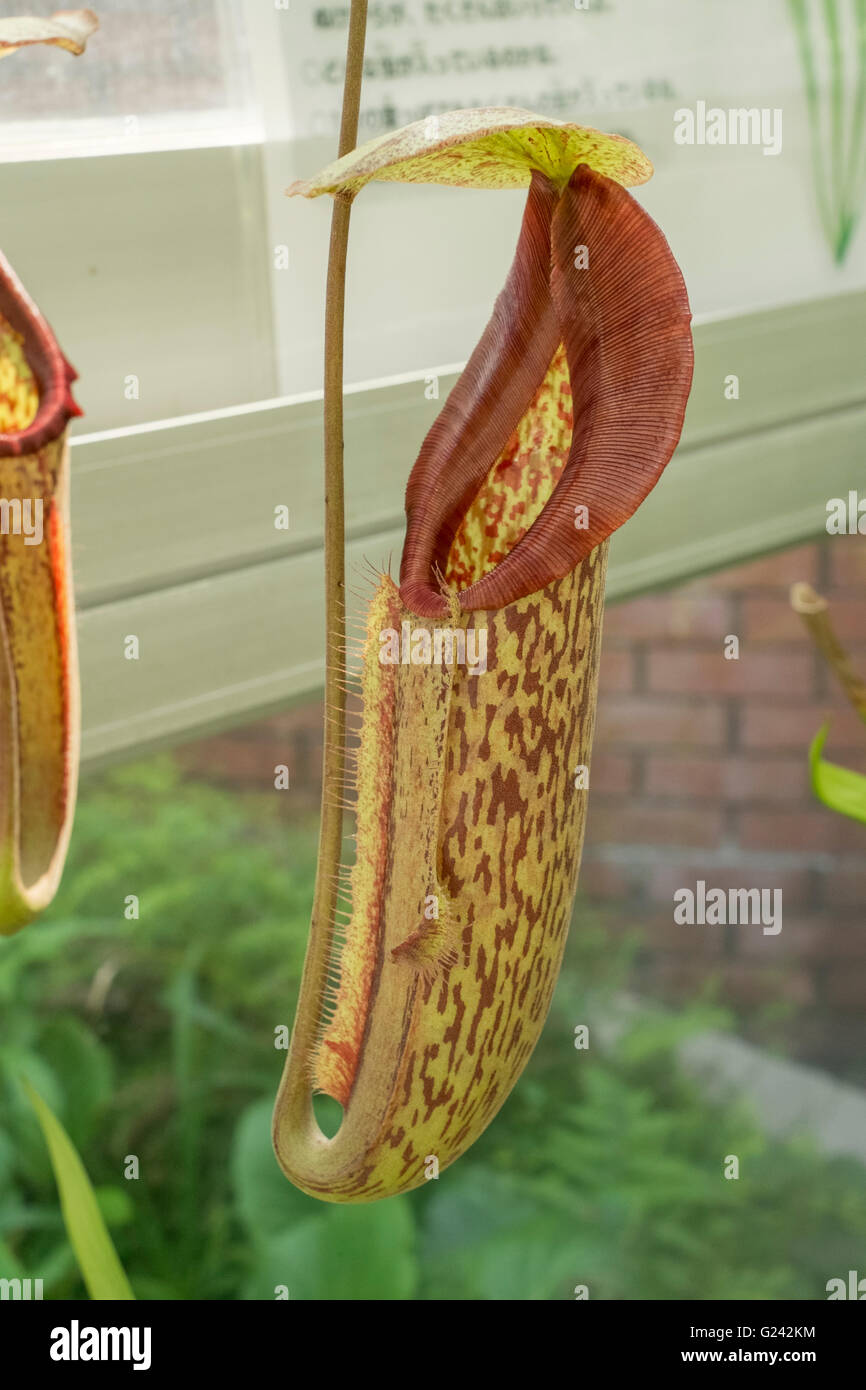 Plante carnivore tropical Banque de photographies et d’images à haute ...