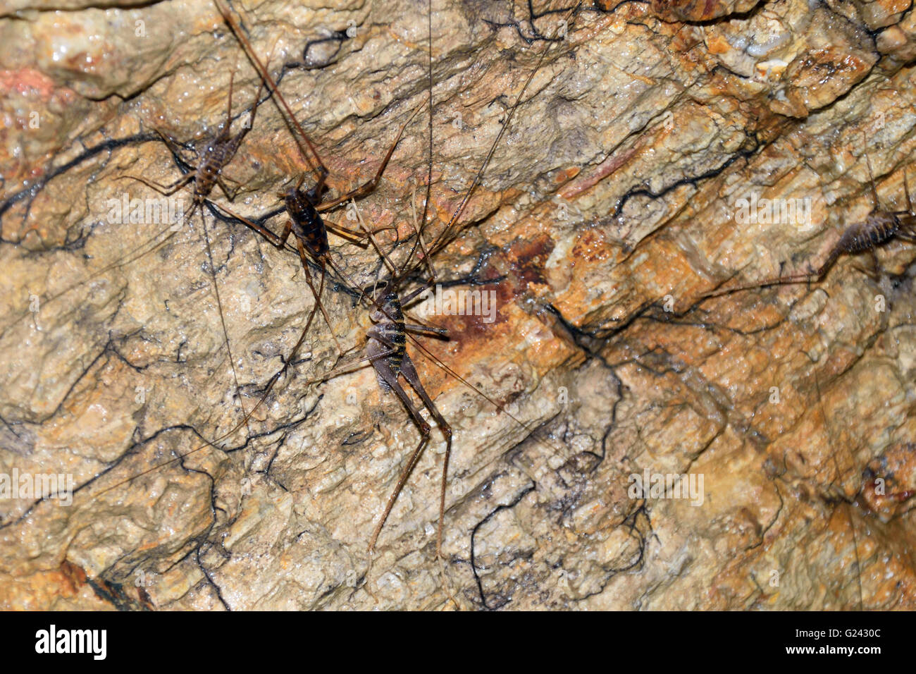 Weta insect Banque de photographies et d’images à haute résolution - Alamy