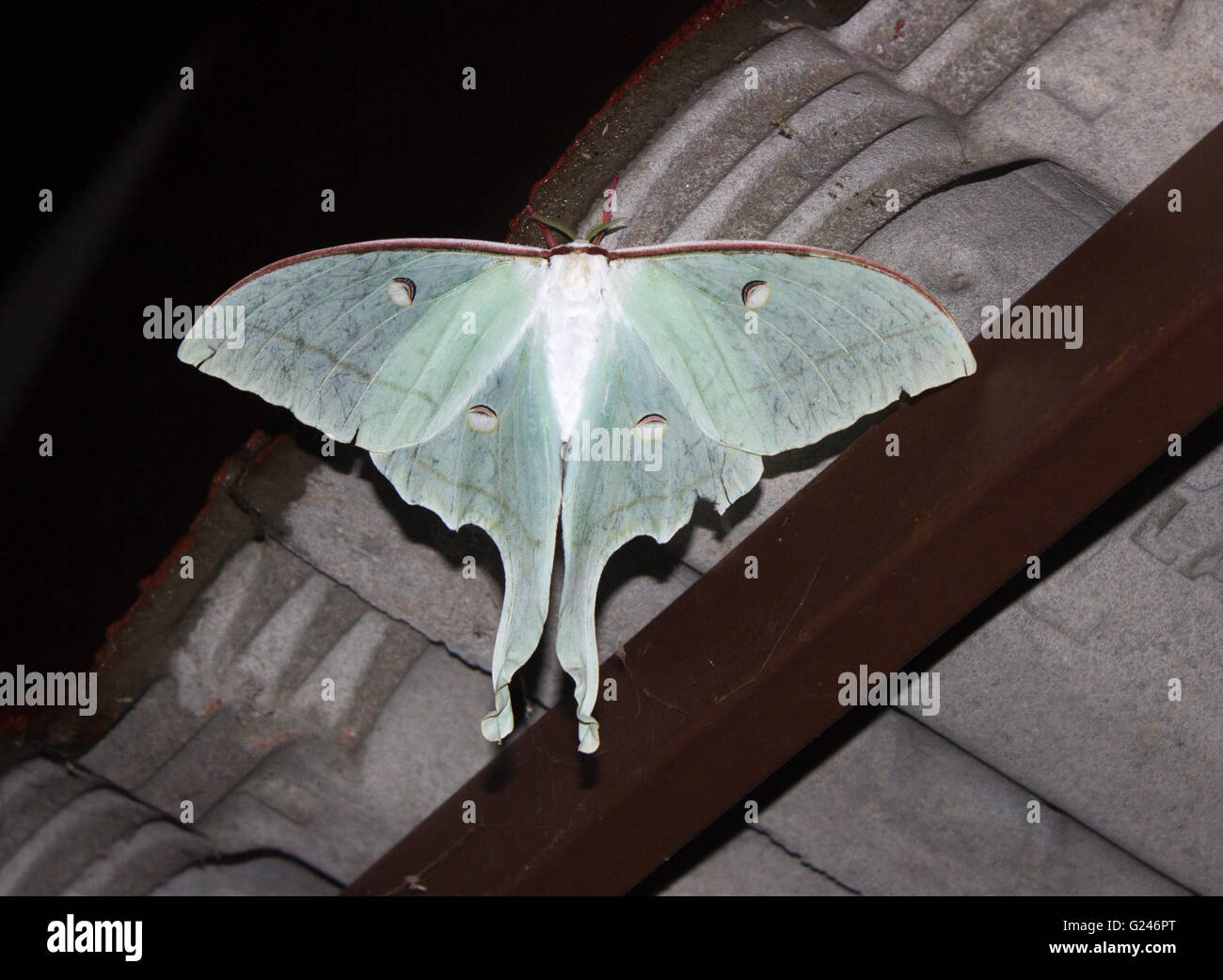 La lune indienne ou indien papillon luna moth (Actias selene) est une ...