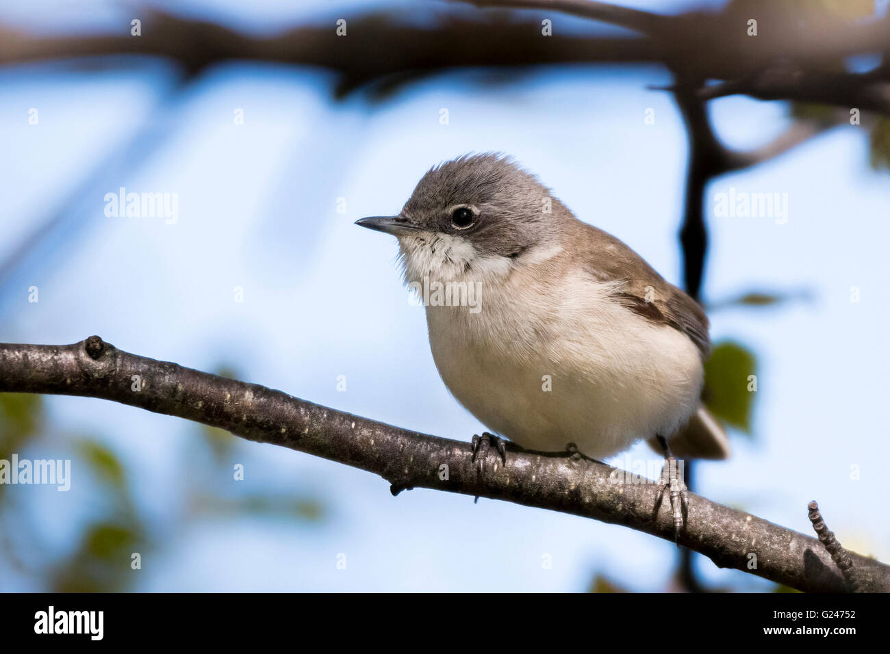 Sylvia curruca curruca Banque de photographies et d’images à haute résolution - Alamy