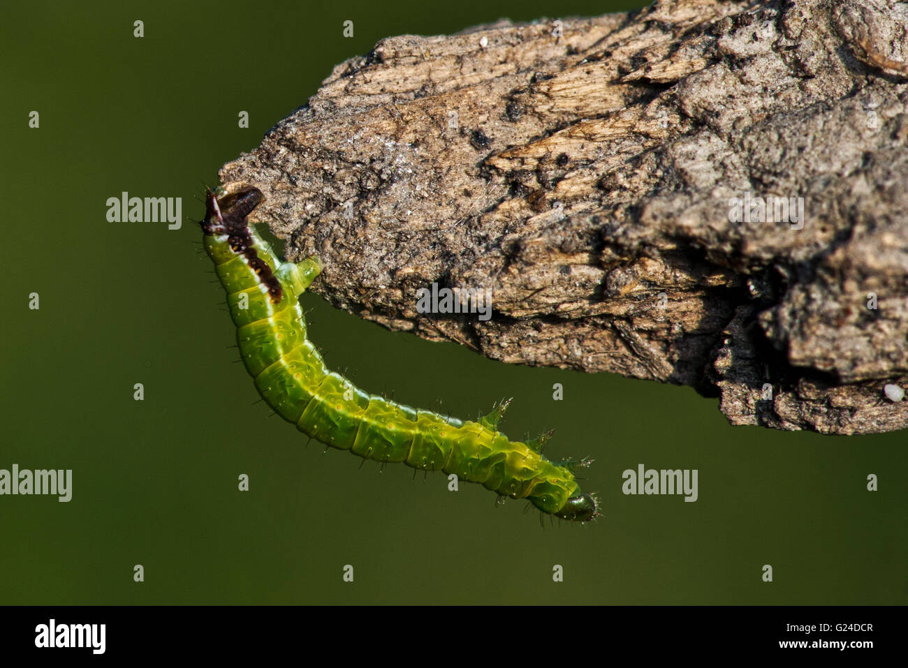 Inchworm geometridae moth larvae Banque de photographies et d’images à ...
