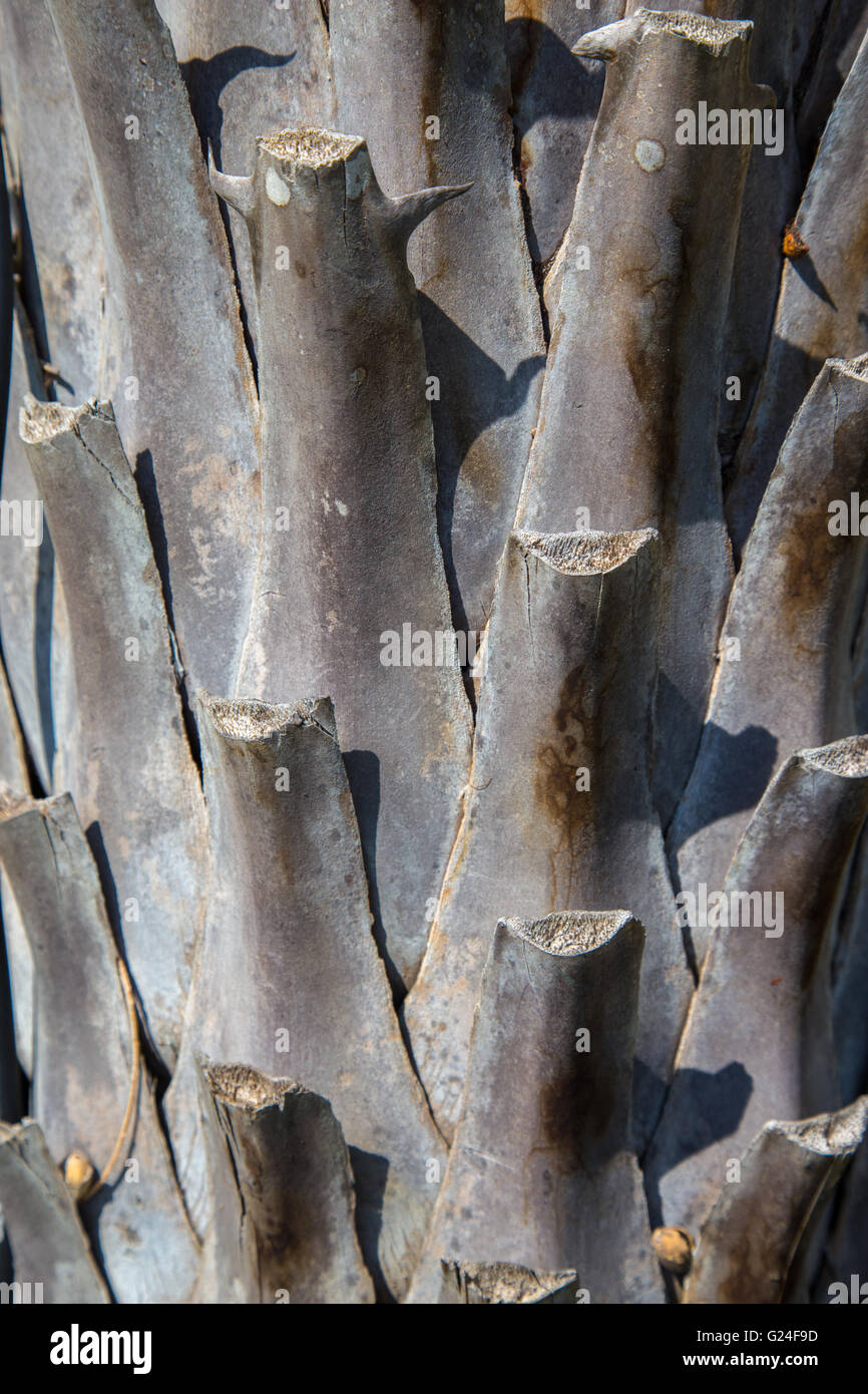 La texture du tronc de palmier comme arrière-plan de la structure Photo ...