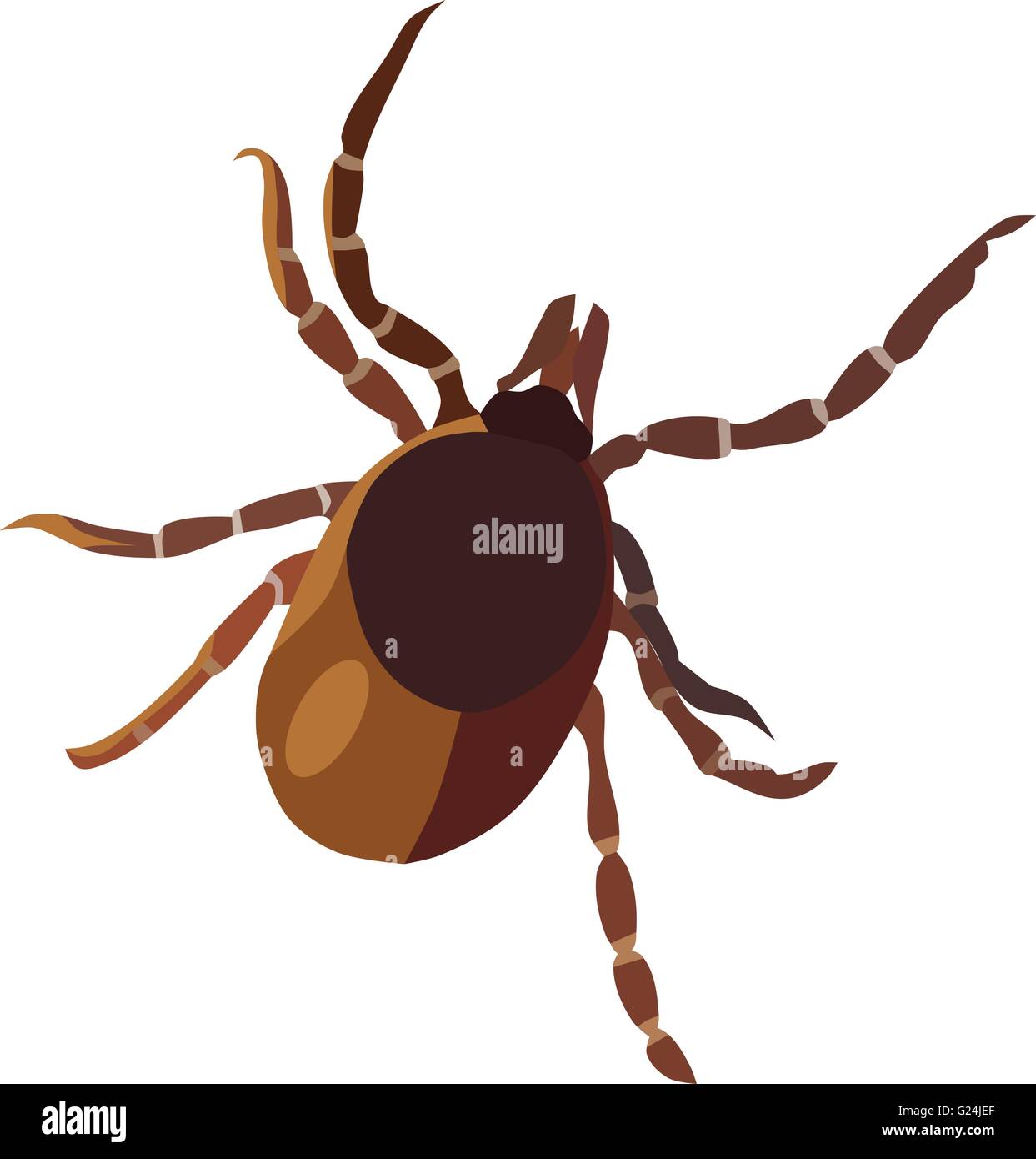 Transmis par les insectes Banque d'images vectorielles - Alamy