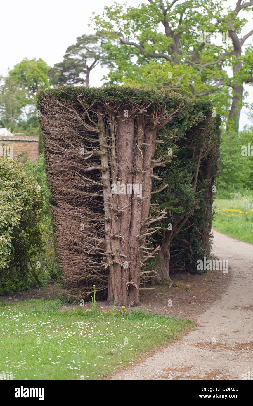 Haie de if Banque de photographies et d’images à haute résolution - Alamy
