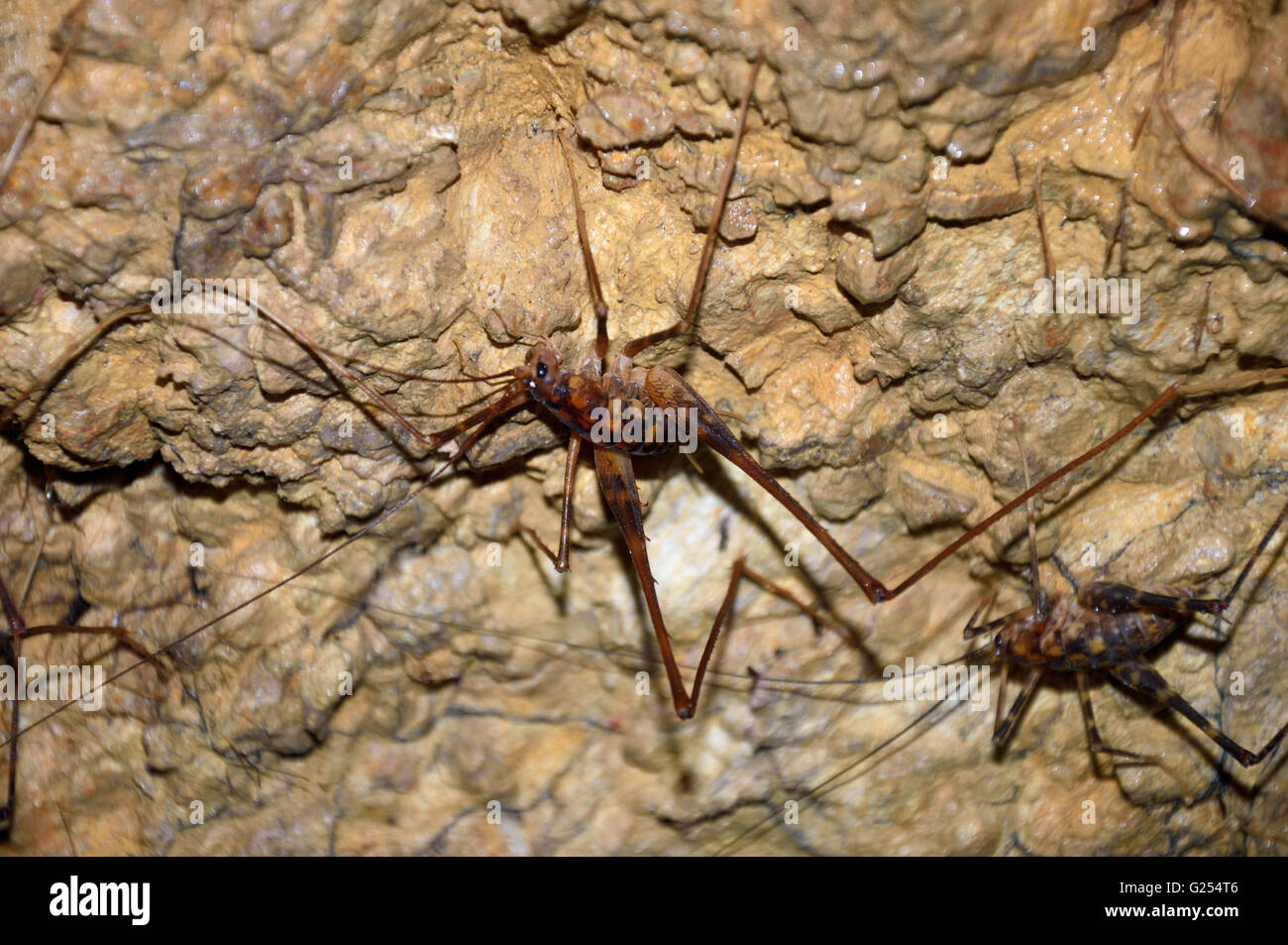 Cave weta Banque de photographies et d’images à haute résolution - Alamy