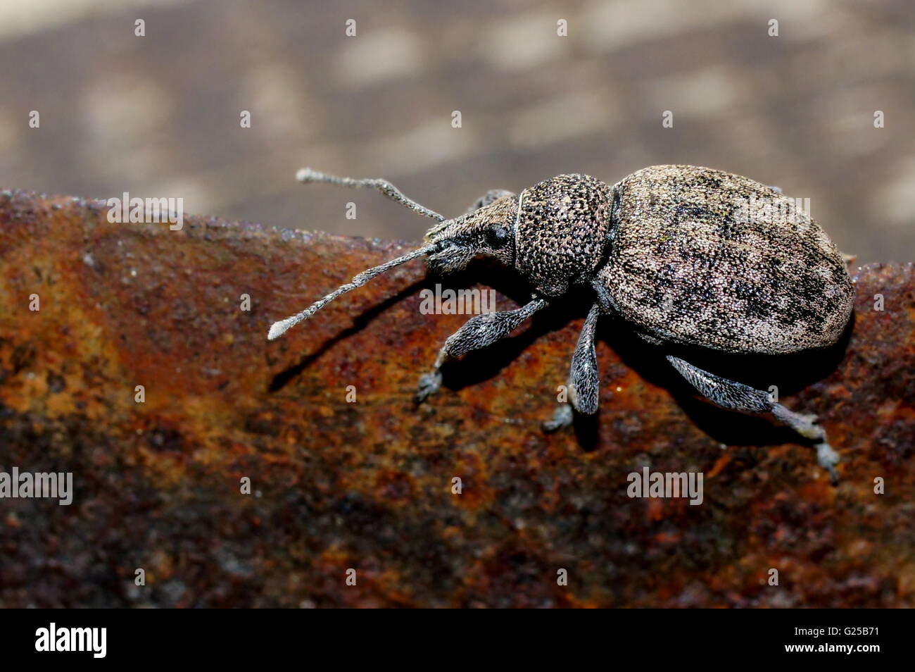 Champs de ravageurs Banque de photographies et d’images à haute ...
