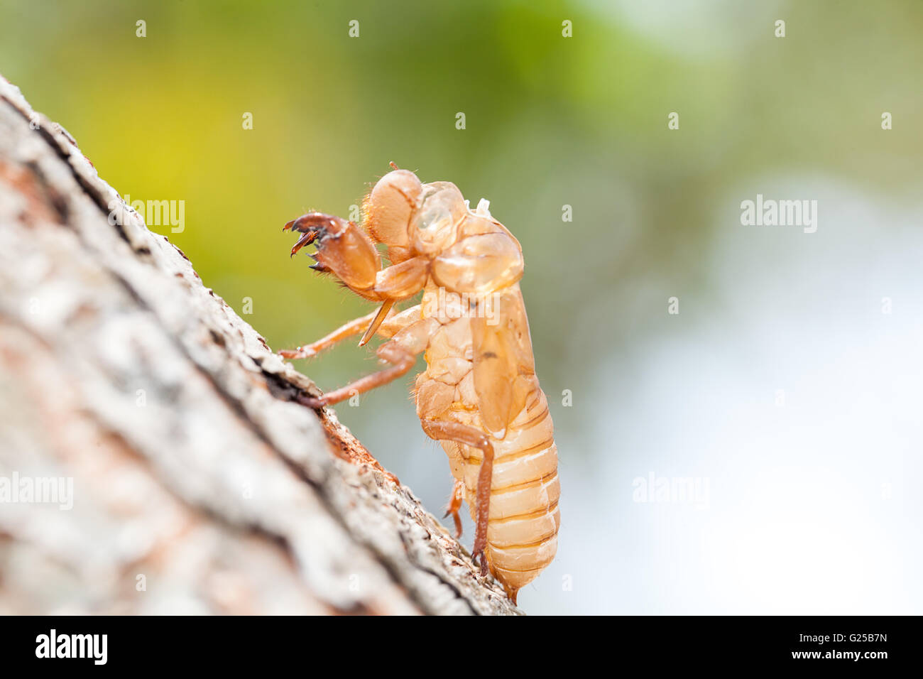 Cigale sèche Banque de photographies et d’images à haute résolution - Alamy