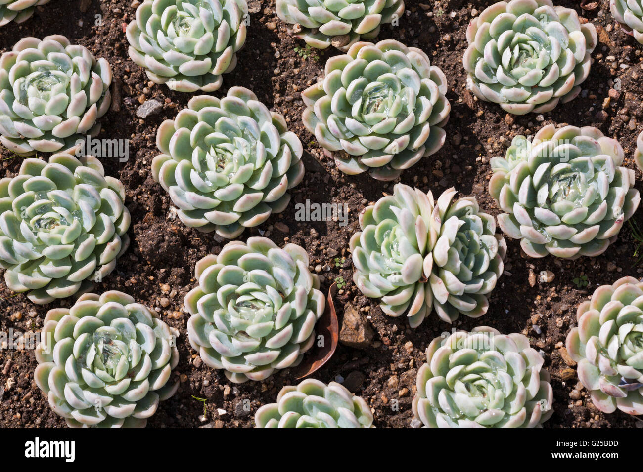 Echeveria bleute glauca Banque de photographies et d’images à haute résolution - Alamy