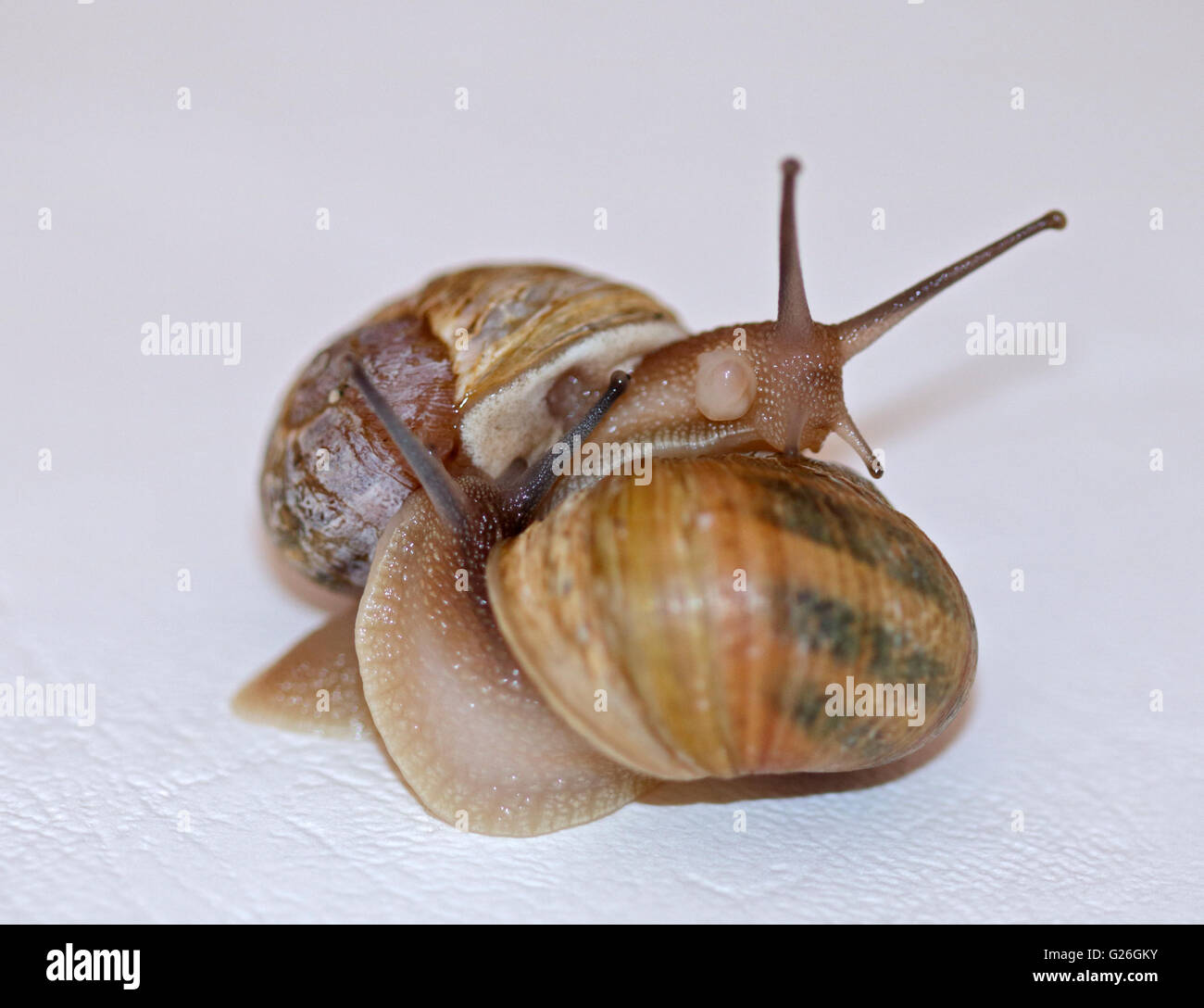 Accouplement de deux escargots Banque de photographies et d’images à ...