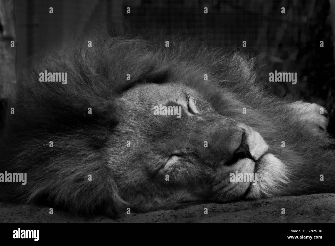 Lion endormi Banque de photographies et d’images à haute résolution - Alamy