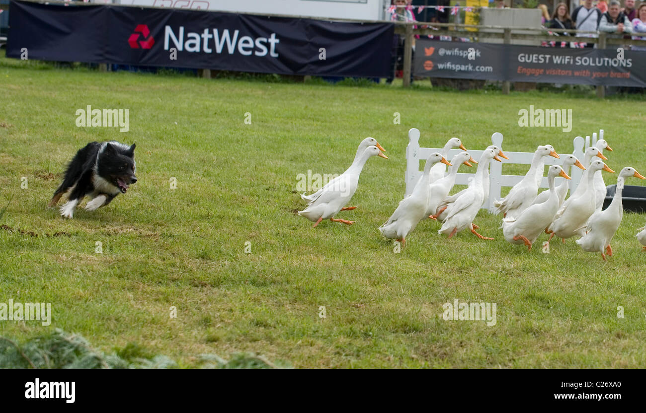 Chien et canards Banque de photographies et d’images à haute résolution ...