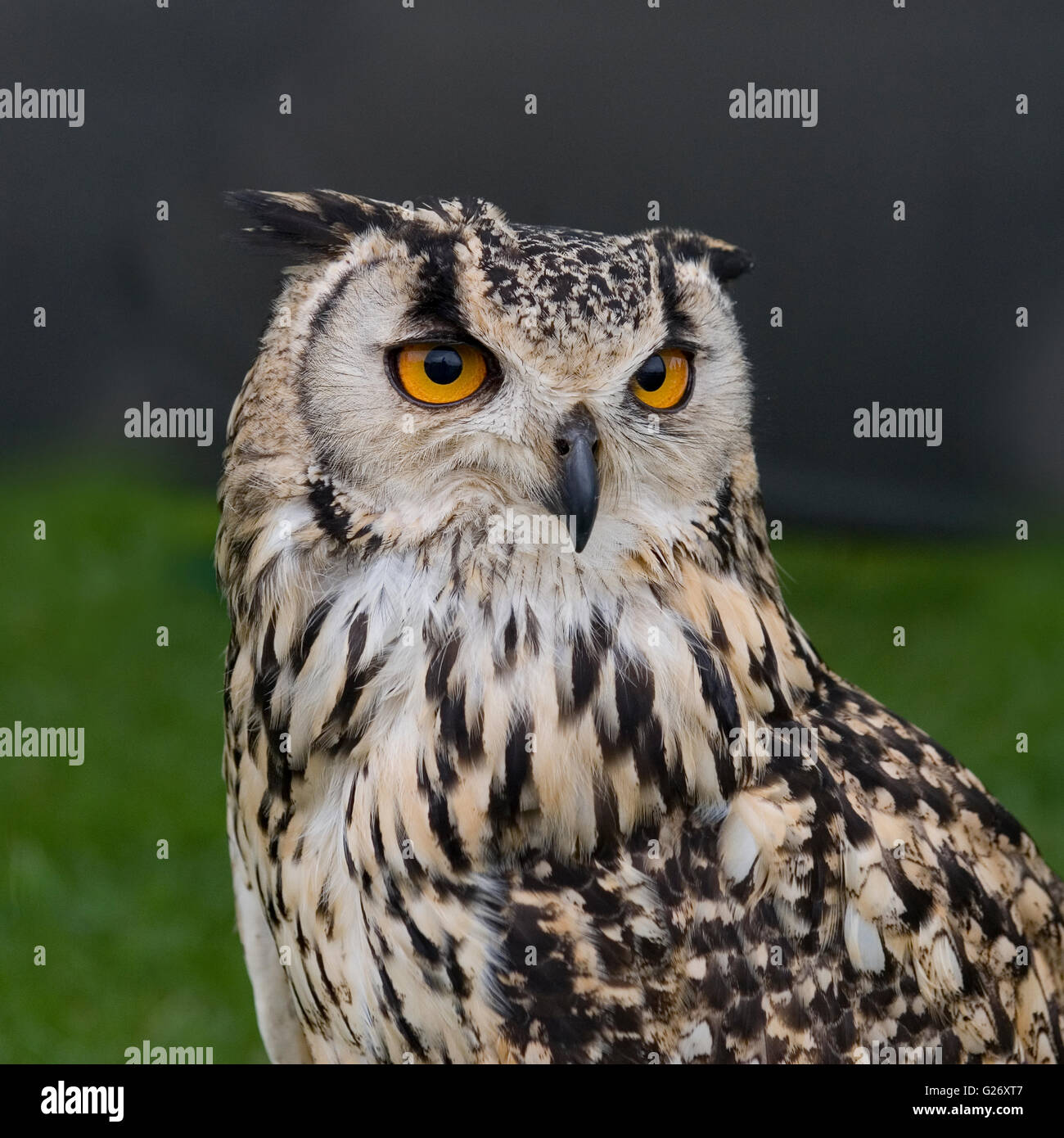 Hibou bengalensis Banque de photographies et d’images à haute ...