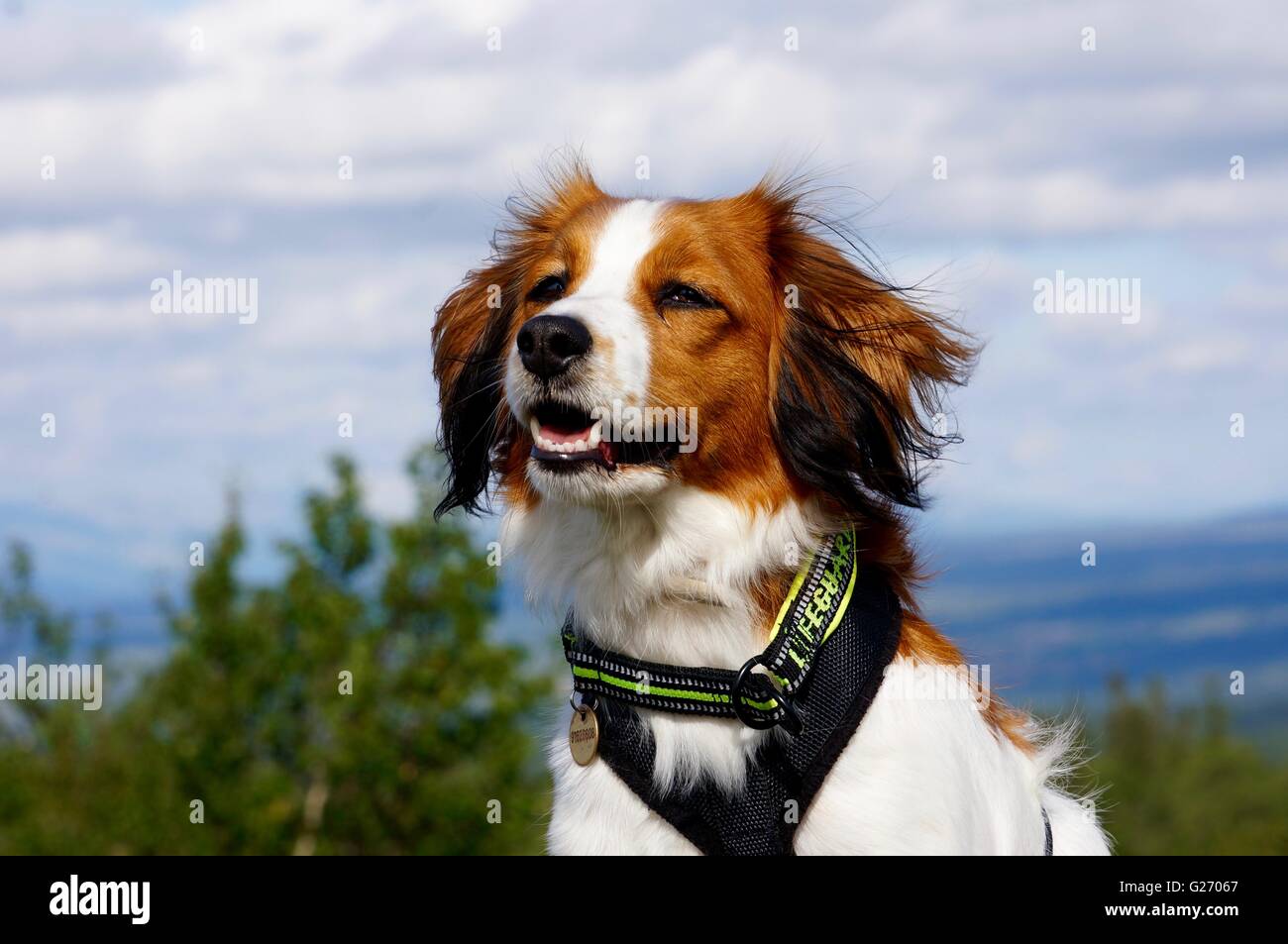Chien qui louche Banque de photographies et d’images à haute résolution ...