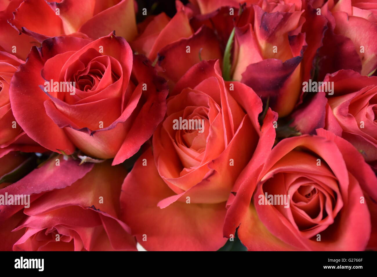 Roses rouges Banque de photographies et d’images à haute résolution - Alamy