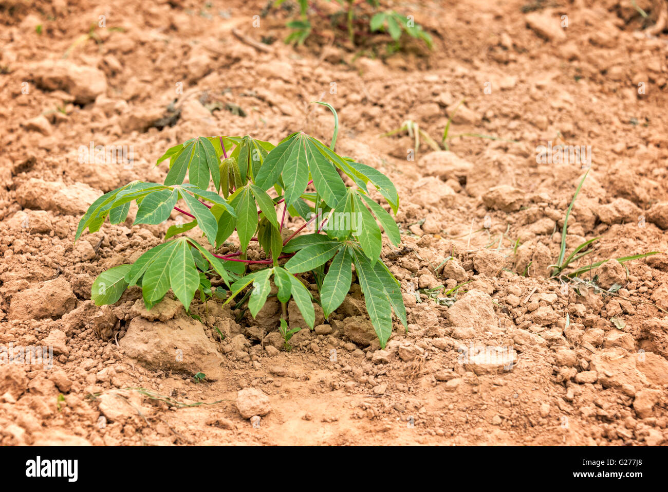 Faire pousser du manioc Banque de photographies et d’images à haute ...