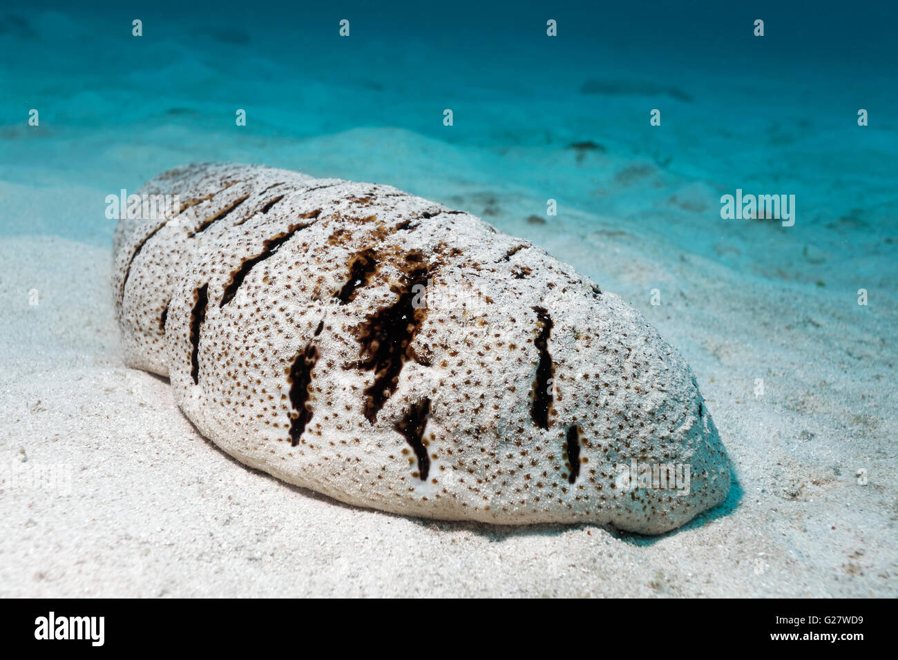 Tache brune (concombre de mer Holothuria fuscopunctata) sur le sable ...