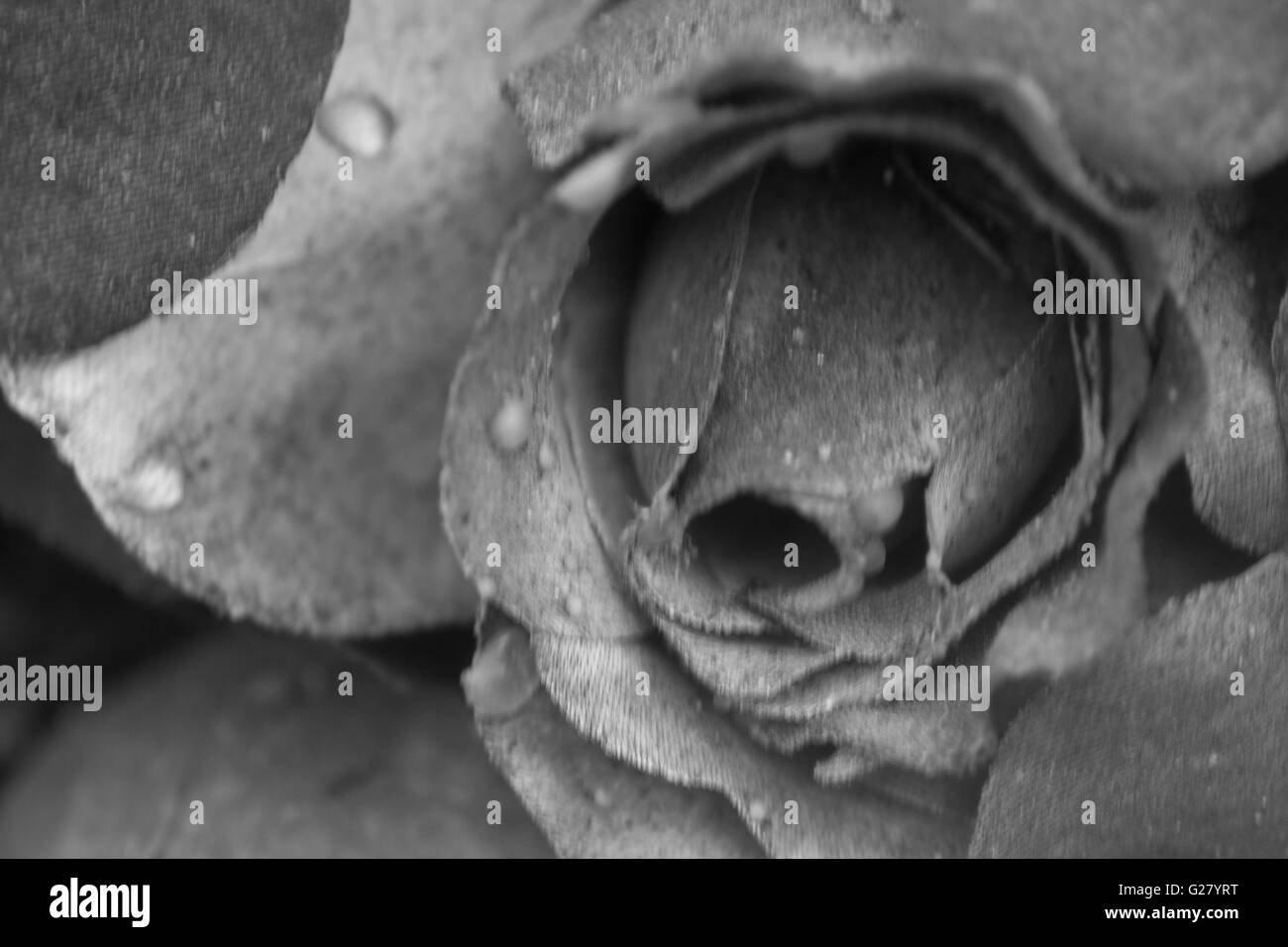 Rose de pierre tombale Banque de photographies et d’images à haute ...