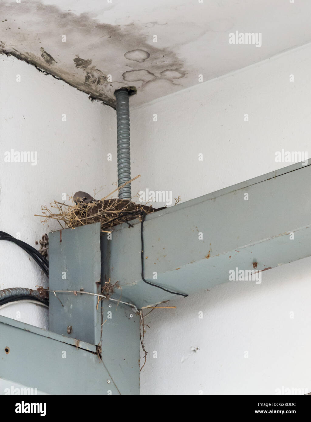 Pigeon petit Banque de photographies et d’images à haute résolution - Alamy