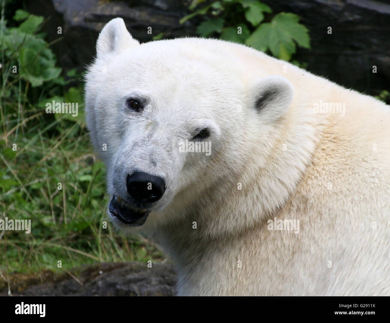 Docile bear Banque de photographies et d’images à haute résolution - Alamy